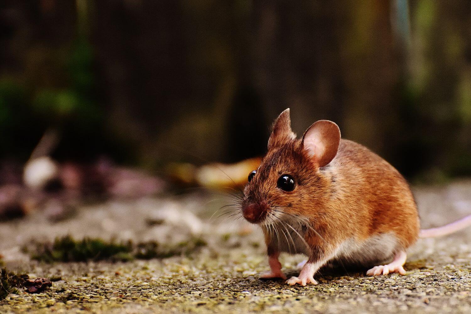 Effective Mouse Control Services - Milwaukee Rodent Control